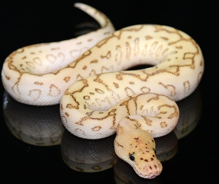 Chocolate Kingpin Clown Ball Python by Jon's Jungle, LLC - MorphMarket