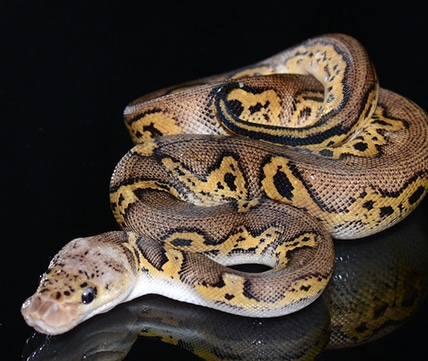 Pastel Hidden Gene Woma Confusion Yellow Belly Ball Python by Jon's ...