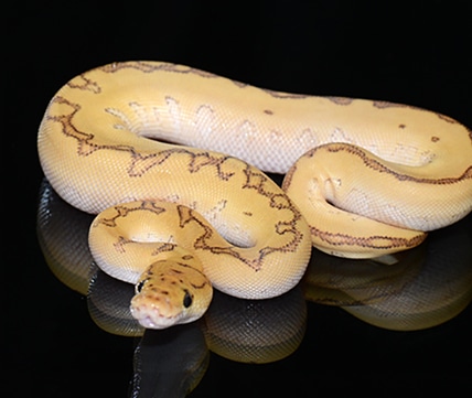 Chocolate Kingpin Clown Ball Python by Jon's Jungle, LLC - MorphMarket
