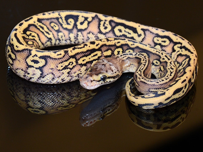 Pastel Hidden Gene Woma Confusion Yellow Belly Ball Python by Jon's ...