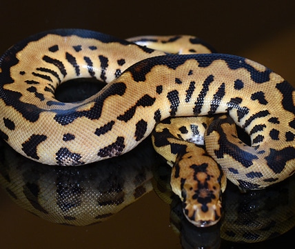Chocolate Kingpin Clown Ball Python by Jon's Jungle, LLC - MorphMarket