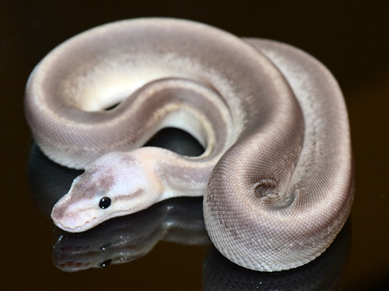 Super Pastel Cinnamon Redstripe Pinstripe Poss Yellow Belly Ball Python ...