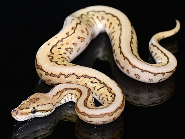 Leopard Spotnose Kingpin Het Clown Ball Python by Jon's Jungle, LLC - MorphMarket