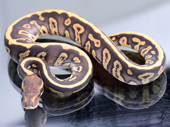 Mojave Confusion Ball Python by Jon's Jungle, LLC