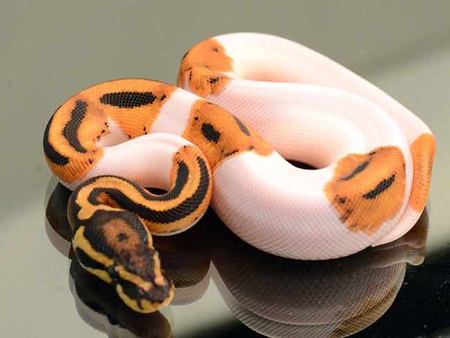 Orange Dream Pied Ball Python by Jon's Jungle, LLC - MorphMarket