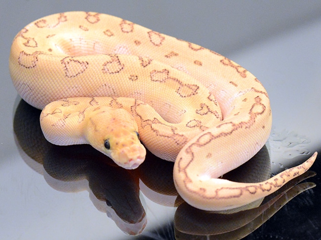 Chocolate Kingpin Clown Ball Python by Jon's Jungle, LLC - MorphMarket