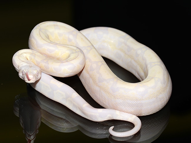 Sharp Snowglow Keltic Boa Constrictor by Jon's Jungle, LLC - MorphMarket