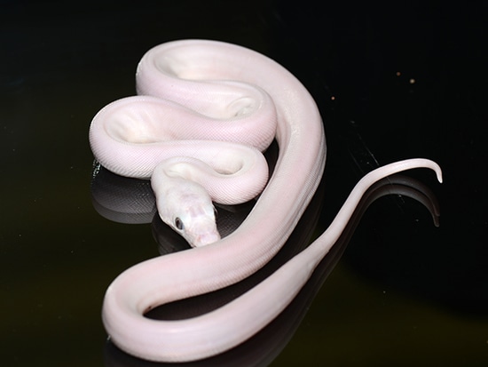 Black Eyed Lucy Reticulated Python by Jon's Jungle, LLC