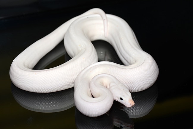 Princess Diamond Boa Constrictor by Jon's Jungle, LLC - MorphMarket