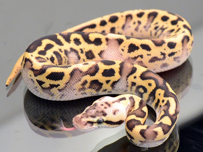 Jon's Jungle, LLC's Collection - MorphMarket