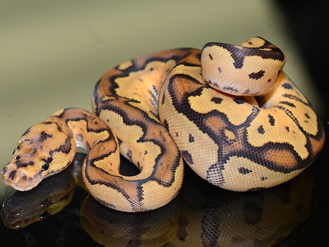 Fire Gene X Clown Ball Python by Jon's Jungle, LLC - MorphMarket