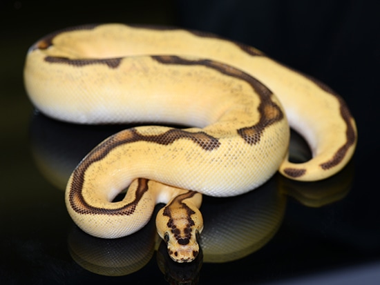 Super Orange Dream Enchi Vanilla Clown Ball Python by Jon's Jungle, LLC