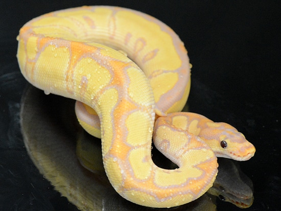 Banana Wookie Clown Ball Python by Jon's Jungle, LLC