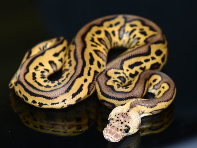 Pastel Leopard Stranger Clown Ball Python by Jon's Jungle, LLC ...