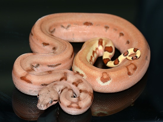 Scoria Boa Constrictor by Jon's Jungle, LLC