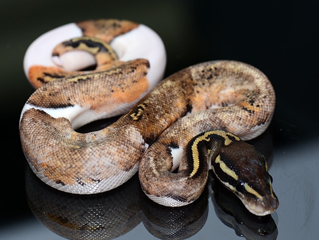 Pastel Black Head Pied Het Lavender Ball Python by Jon's Jungle, LLC - MorphMarket