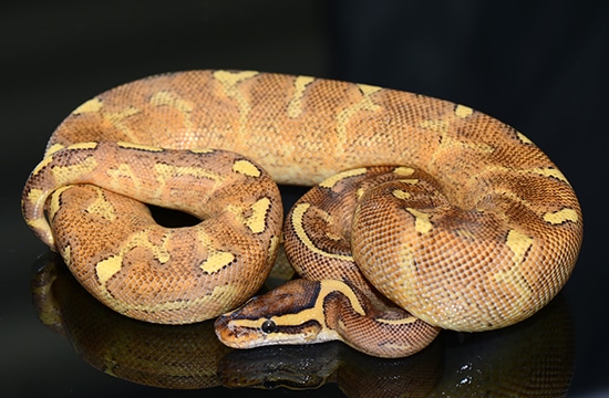 Super Gravel Enchi Het Clown Ball Python by Jon's Jungle, LLC