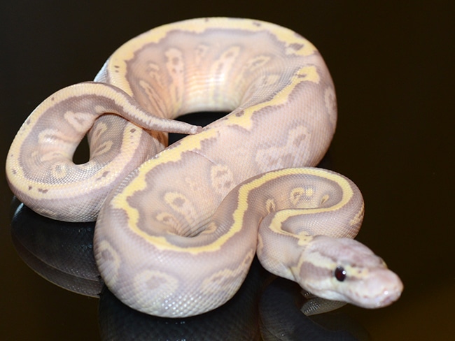 Pastel Stranger Banana Het Clown - Female Maker Ball Python by Jon's Jungle, LLC - MorphMarket
