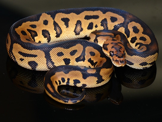 Cypress Leopard Clown Ball Python by Jon's Jungle, LLC