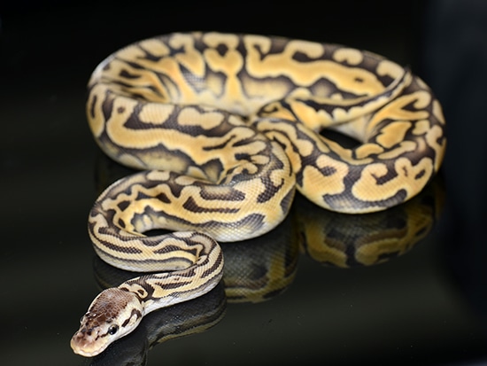 Super Pastel Puzzle Poss Het Candy Ball Python by Jon's Jungle, LLC