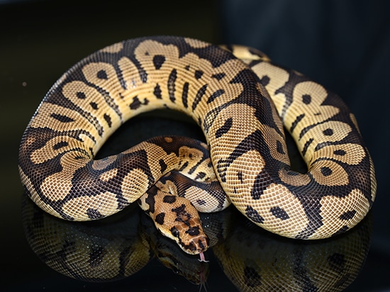 Confusion Clown Ball Python by Jon's Jungle, LLC