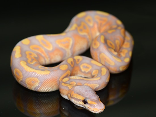 Banana Wookie Het Clown Ball Python by Jon's Jungle, LLC