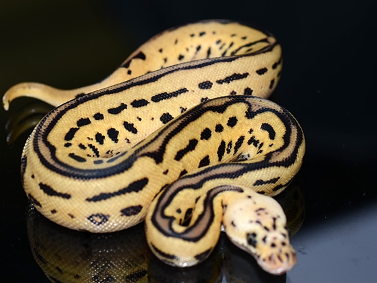 Pastel Batman Ball Python by Jon's Jungle, LLC
