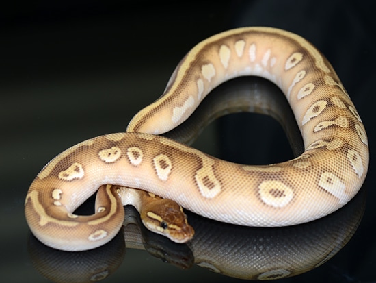 Crystal Black Potion Banana Ball Python by Jon's Jungle, LLC