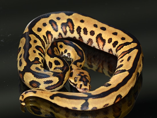 Batman Enchi Hurricane Ball Python by Jon's Jungle, LLC