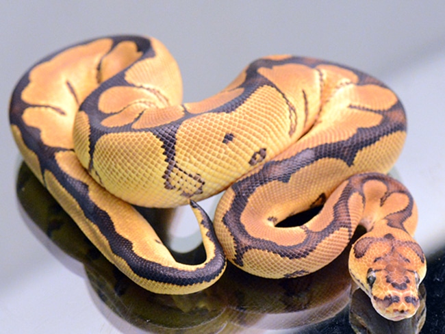 Red Stripe Clown Ball Python by Jon's Jungle, LLC - MorphMarket
