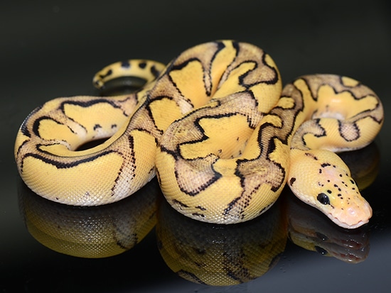 Pastel Mystic Yellow Belly Clown Poss Black Lace Ball Python by Jon's ...