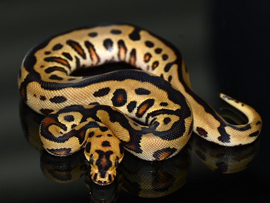Batman Enchi Hurricane Ball Python by Jon's Jungle, LLC