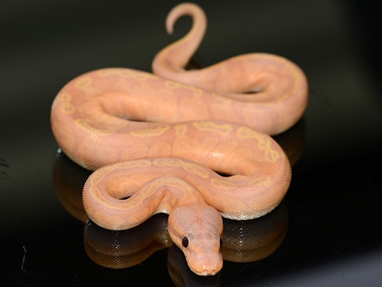 Sunset Banana 66% Het Clown Ball Python by Jon's Jungle, LLC