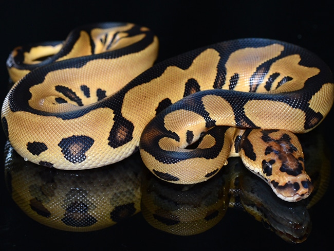 Leopard Chocolate Clown Ball Python by Jon's Jungle, LLC - MorphMarket
