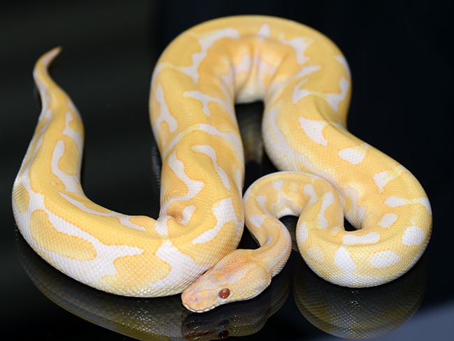 Lavender Albino Puzzle Ball Python by Jon's Jungle, LLC - MorphMarket