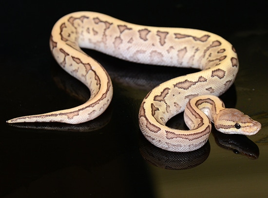 Super McKenzie Mojave Pinstripe Leopard Ball Python by Jon's Jungle, LLC