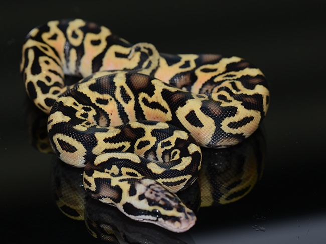 Pastel Spotnose Hurricane Het Clown Ball Python by Jon's Jungle, LLC ...
