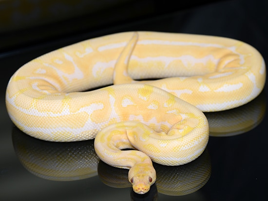 Pastel Lavender Albino Puzzle Ball Python by Jon's Jungle, LLC