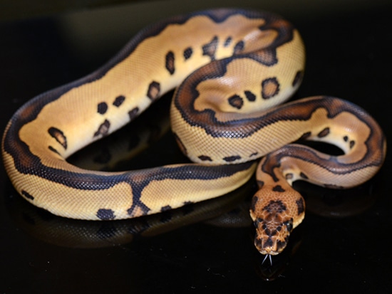 Red Stripe Leopard Clown Ball Python by Jon's Jungle, LLC