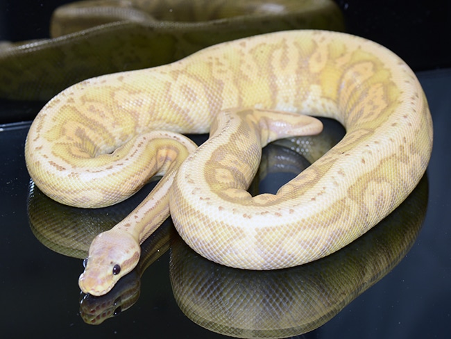 Pewter Banana Confusion - Female Maker Ball Python by Jon's Jungle, LLC ...