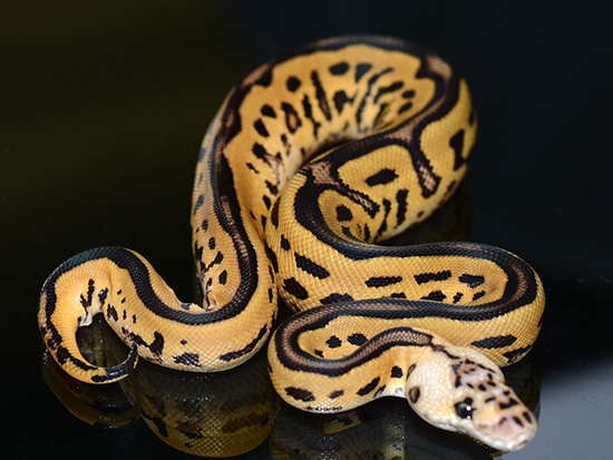 Pastel Leopard Clown Sugar Ball Python by Jon's Jungle, LLC