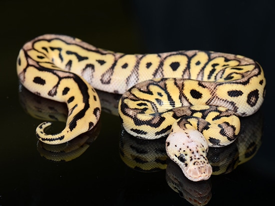 Pastel Spotnose Clown Poss Orange Dream Ball Python by Jon's Jungle, LLC