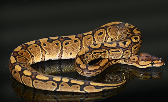 Super Red Stripe Het Clown Ball Python by Jon's Jungle, LLC