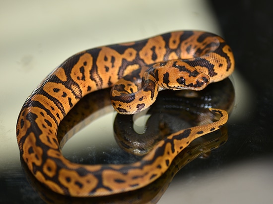 Confusion Clown Ball Python by Jon's Jungle, LLC