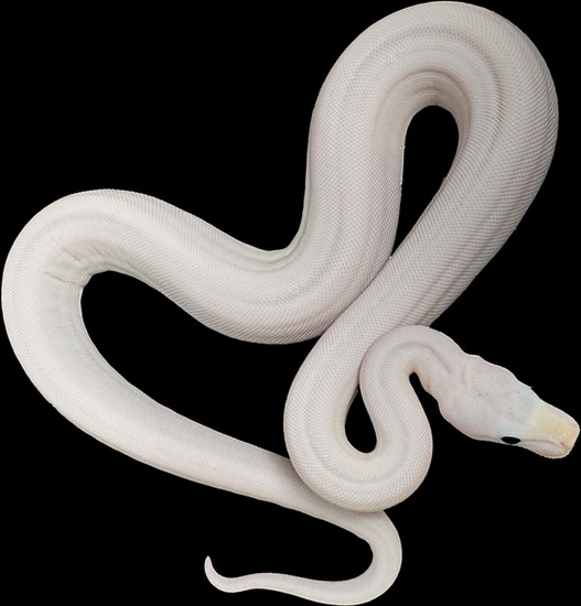 Emperor Diamond Boa Constrictor by Jon's Jungle, LLC