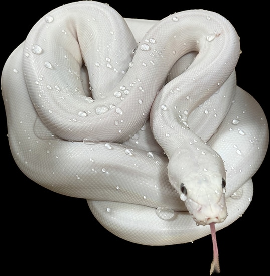 Leucistic Reticulated Python by Jon's Jungle, LLC
