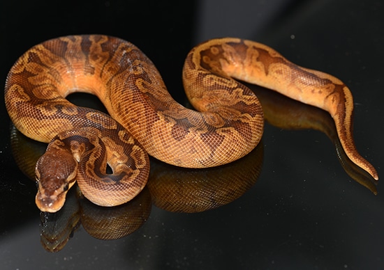Sunset Ball Python by Jon's Jungle, LLC