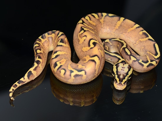Freeway GHI Leopard Pastel Vanilla Ball Python by Jon's Jungle, LLC