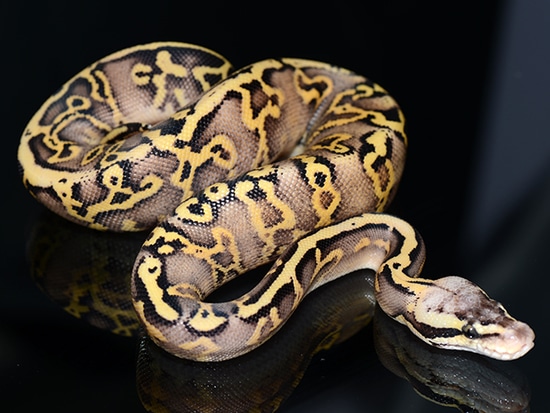 Freeway Pastel Fire GHI Leopard Ball Python by Jon's Jungle, LLC