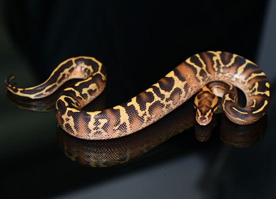 Freeway Orange Dream Leopard Ball Python by Jon's Jungle, LLC
